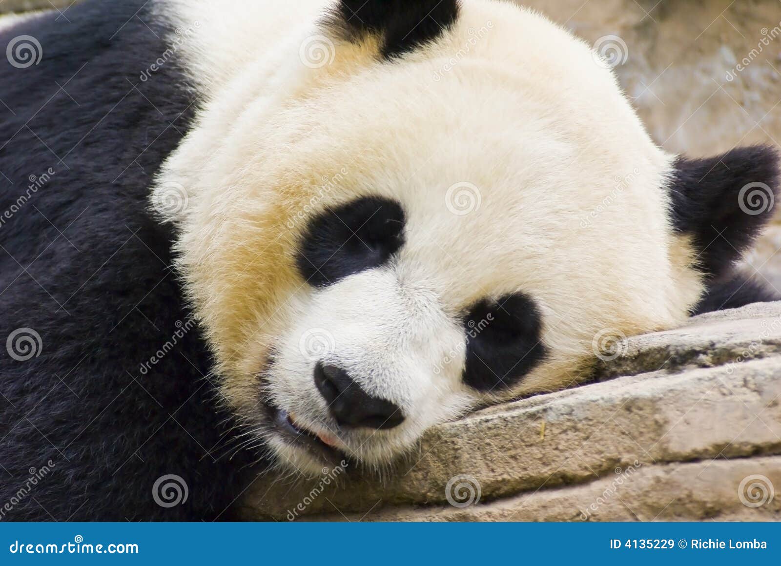 Giant Panda Close-up stock image. Image of cute, white - 4135229