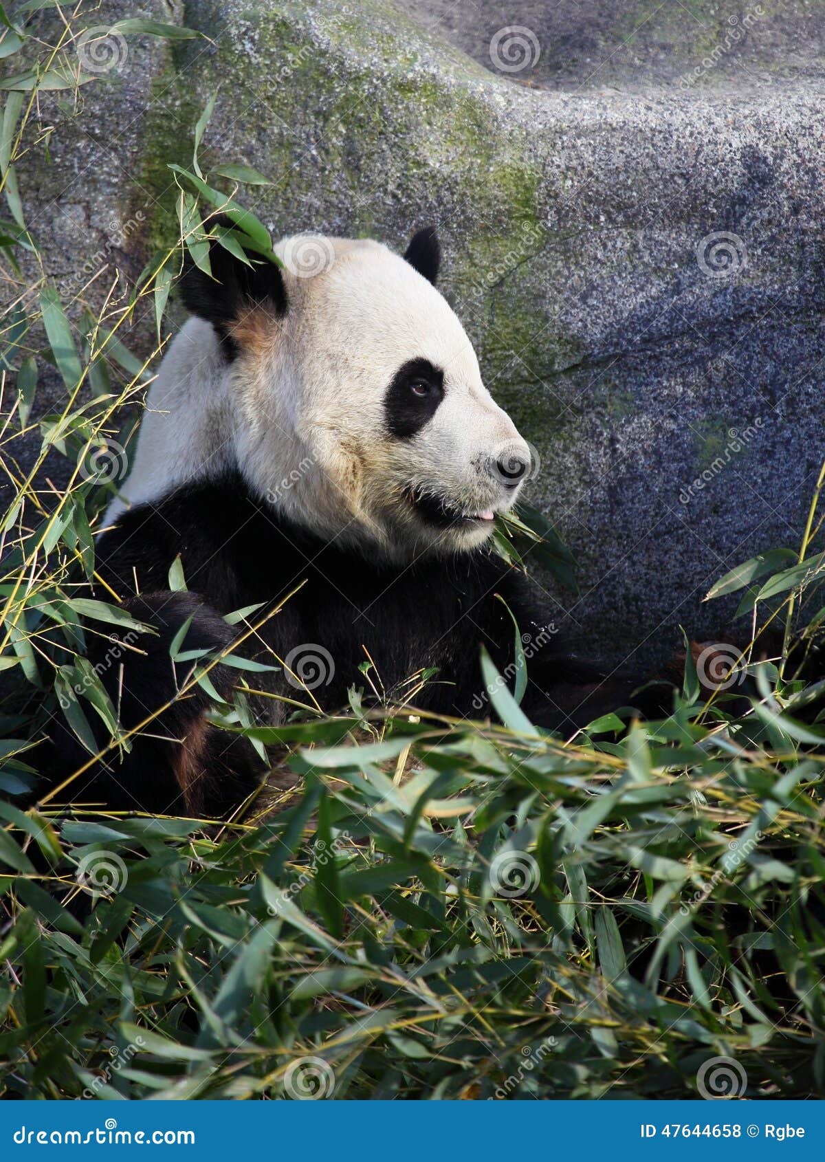 Giant panda stock photo. Image of nature, animal, profile - 47644658