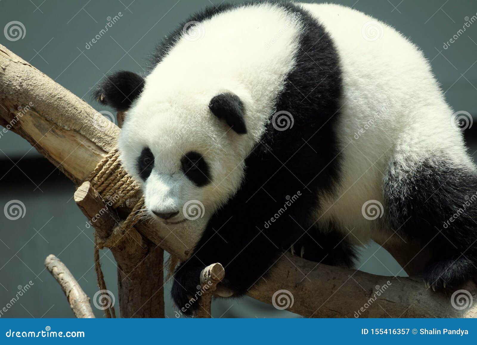 Giant Panda in Panda Conservation Centre Stock Image - Image of giant ...