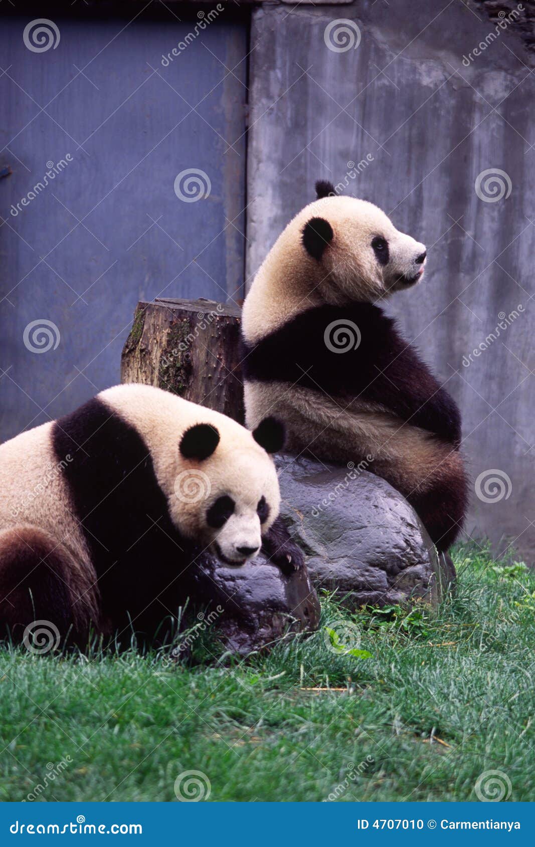 Giant panda couple stock photo. Image of couple, asian - 4707010