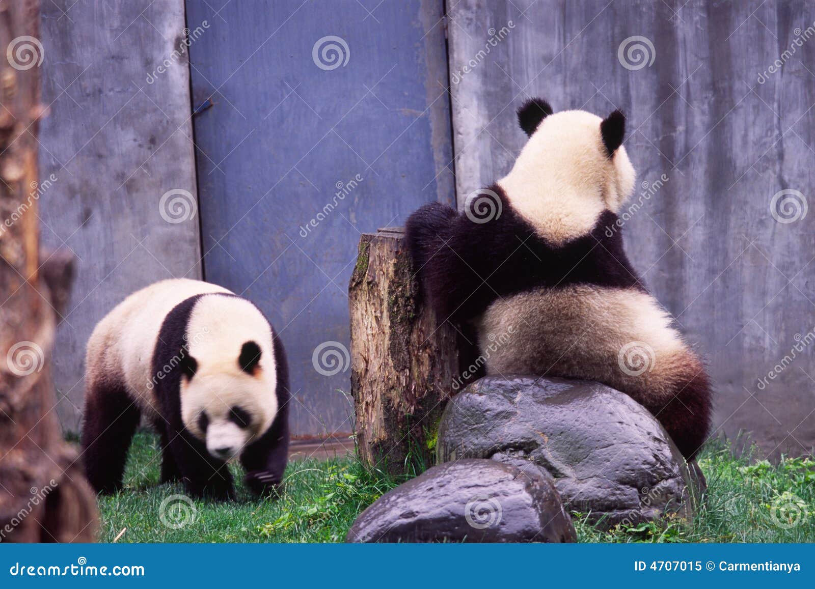 Giant panda couple stock image. Image of parent, lover - 4707015