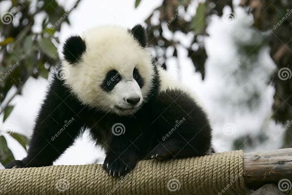 Giant Panda Cub stock photo. Image of bear, animals, bears - 3614150