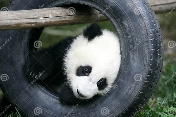 Giant Panda Cub stock image. Image of bear, baby, bears - 3614193