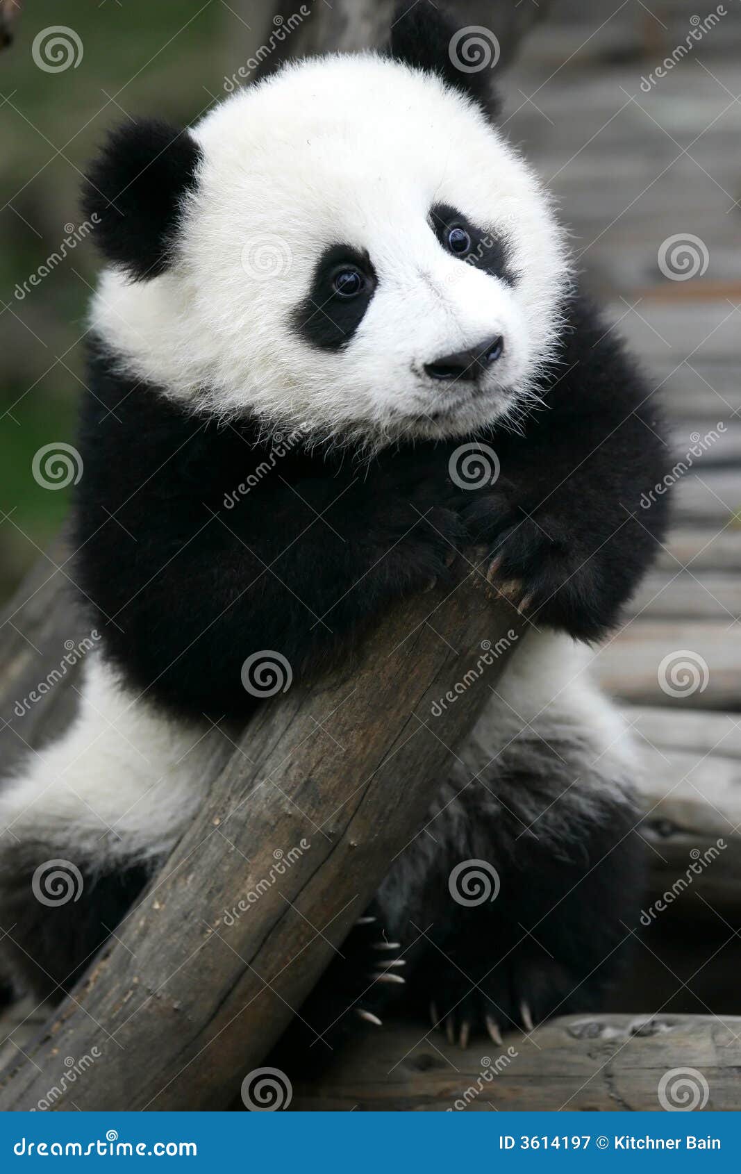 Giant Panda Cub stock image. Image of china, pandas, bear - 3614197