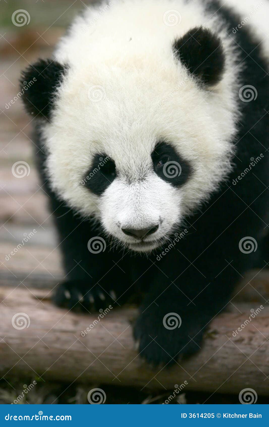 Giant Panda Cub stock image. Image of bamboo, wild, small - 3614205