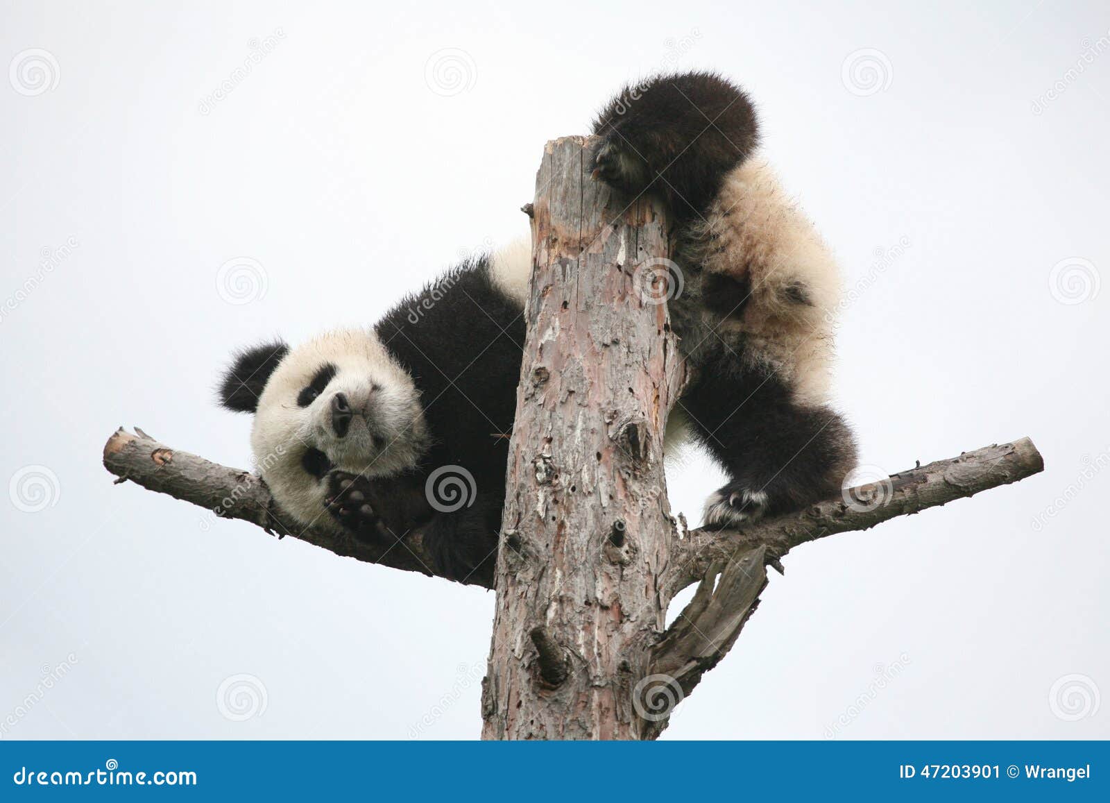 Giant Panda Cub Royalty-Free Stock Photography | CartoonDealer.com ...