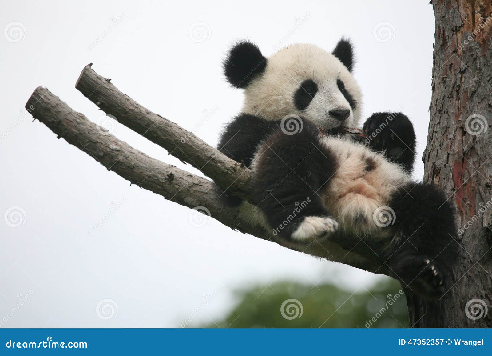 Giant panda cub stock image. Image of little, animals - 47352357