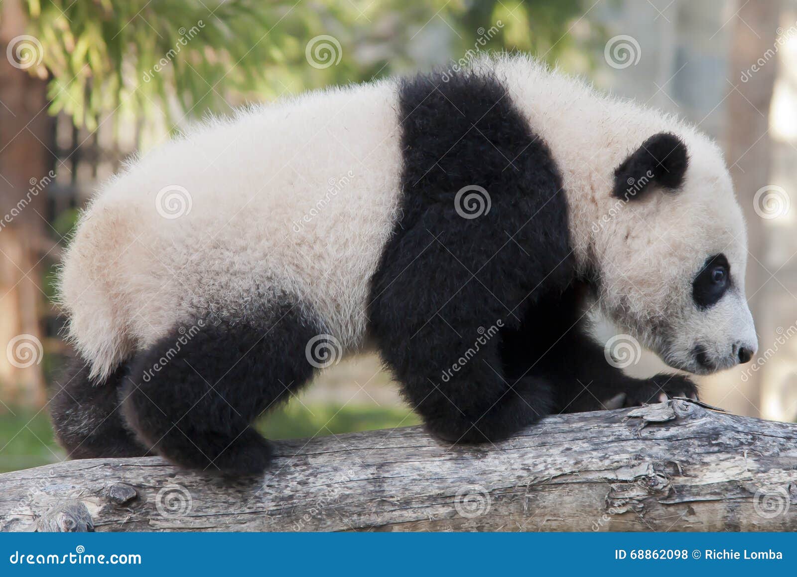 Giant Panda Cub stock photo. Image of cute, tree, baby - 68862098