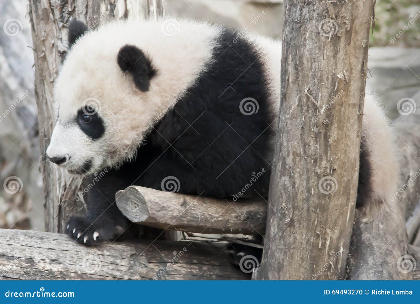 Giant Panda Cub stock photo. Image of wildlife, animal - 69493270