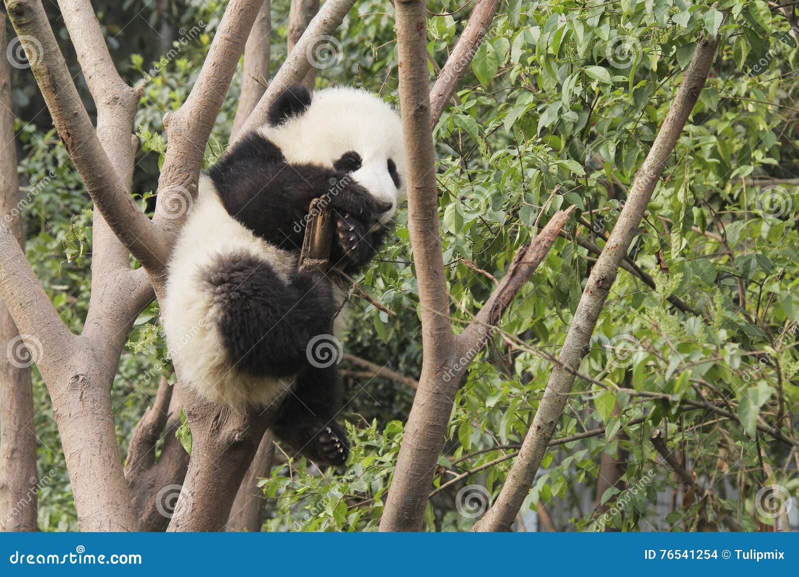 Giant Panda Cub Playing on the Tree Stock Photo - Image of endangered ...