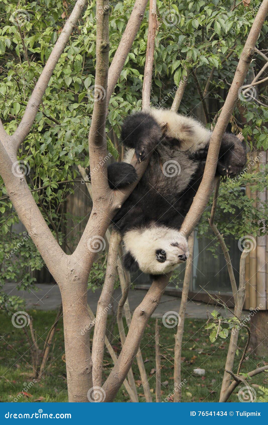 Giant Panda Cub Playing on the Tree Stock Photo - Image of black ...