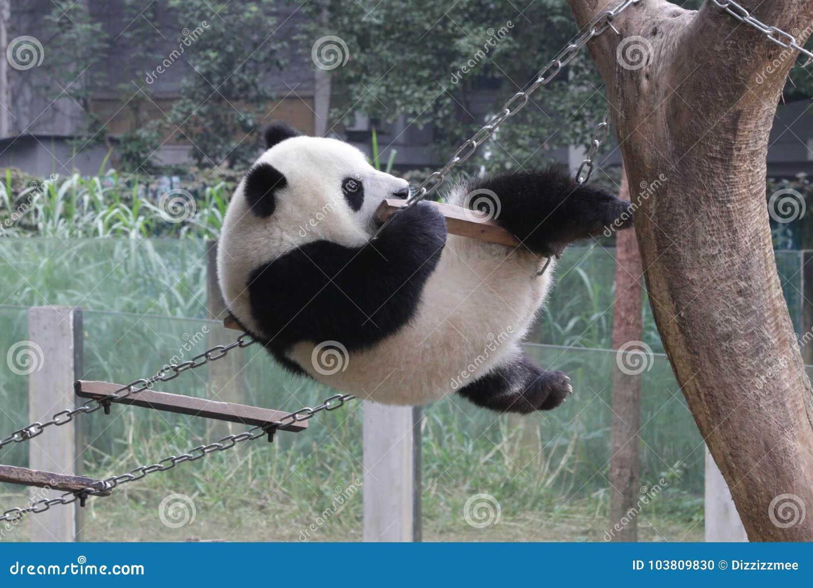 Playful Panda Cub in Chongqing, China Stock Photo - Image of face ...
