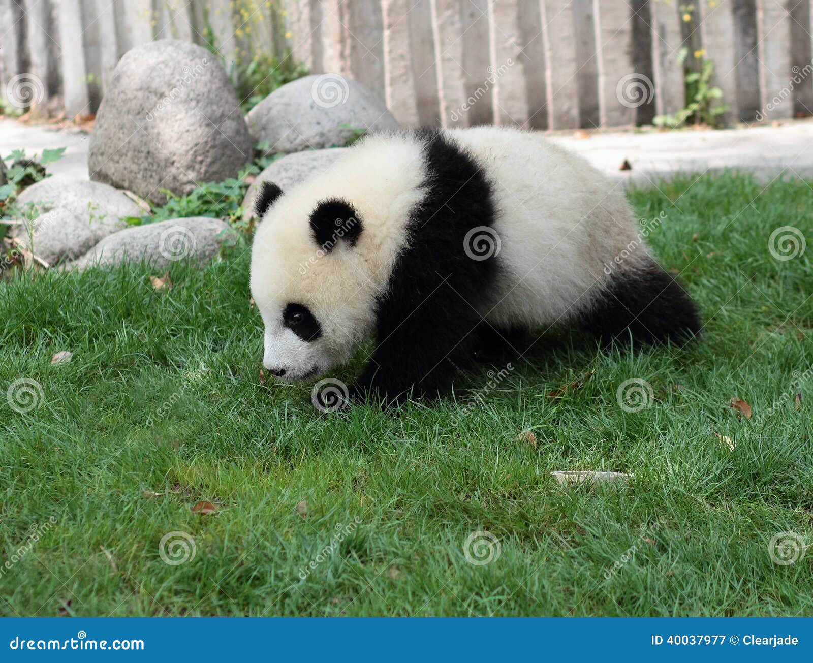 Giant Panda Cub stock image. Image of likable, wildlife - 40037977