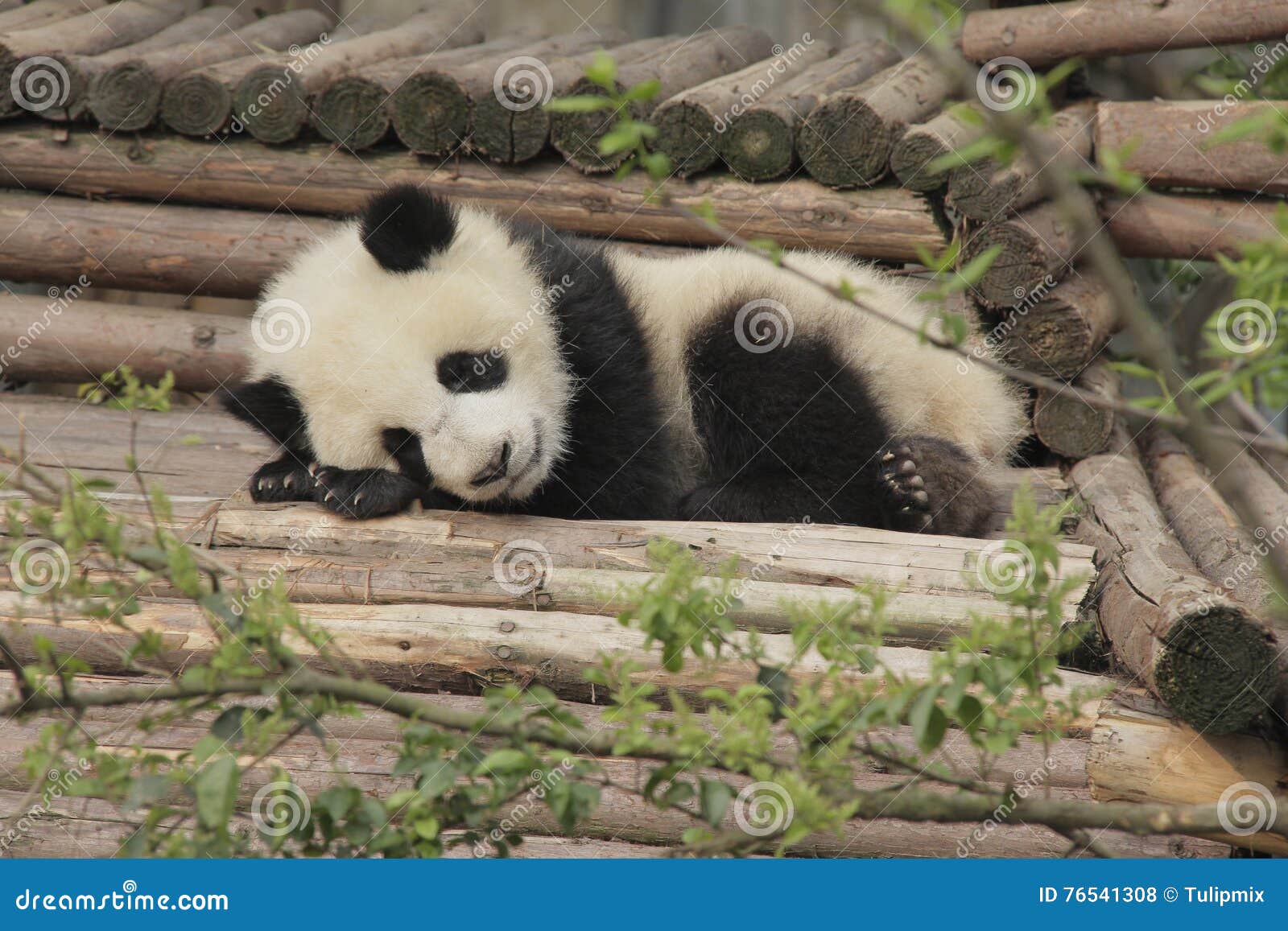 Giant Panda Cubs Sleeping