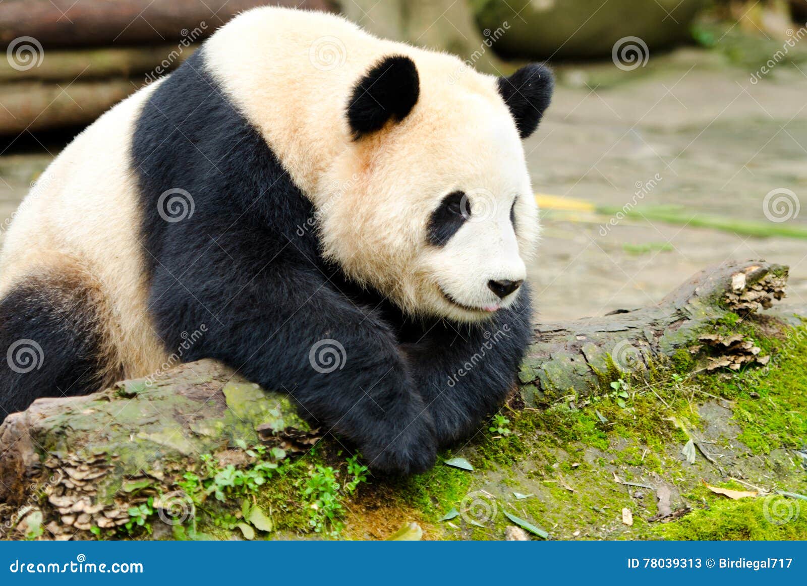 Giant Panda in a Dedep Thinking Pose, Chengdu, China Stock Image ...