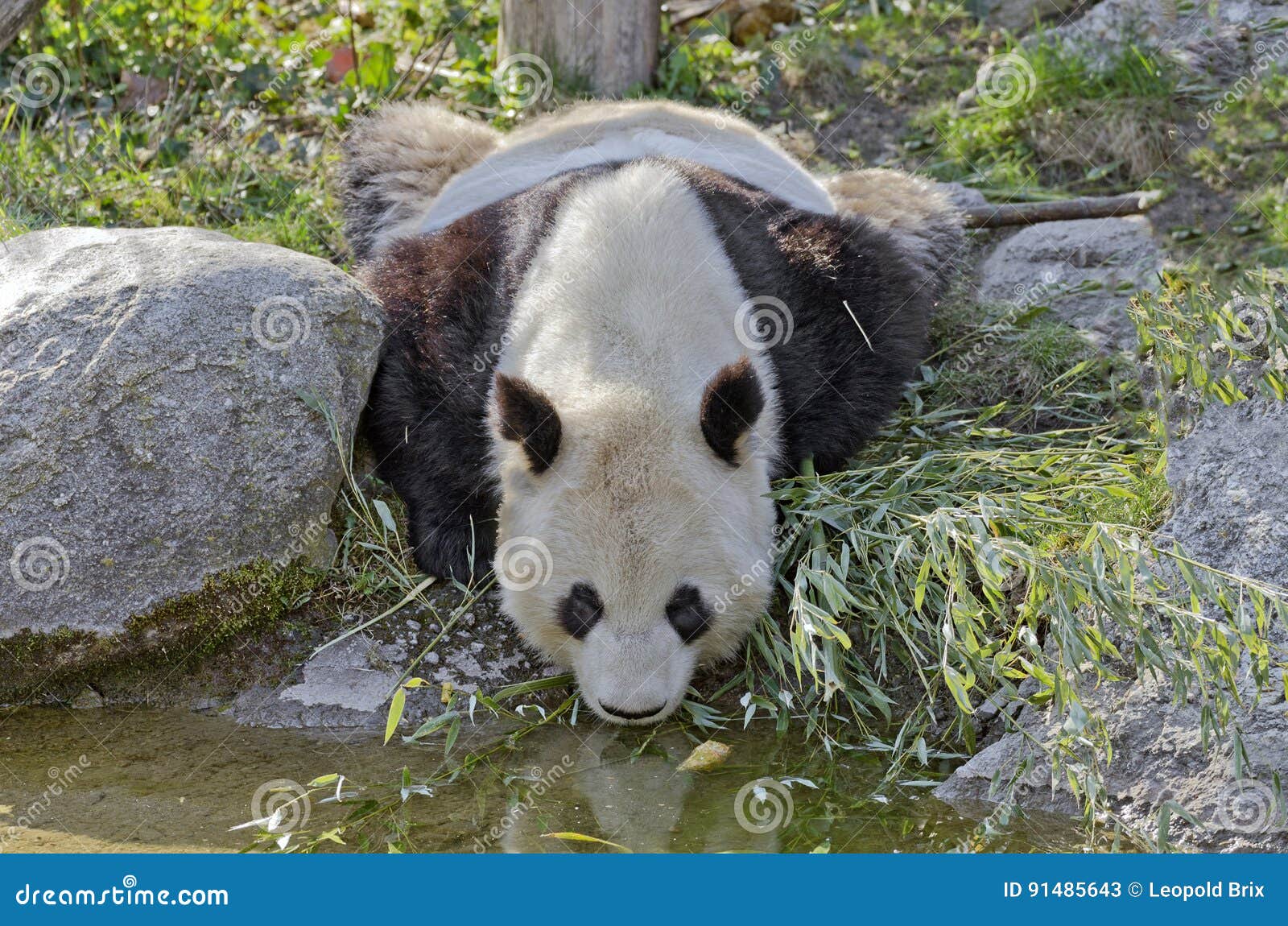 Giant Panda drinking stock image. Image of veggie, drink - 91485643