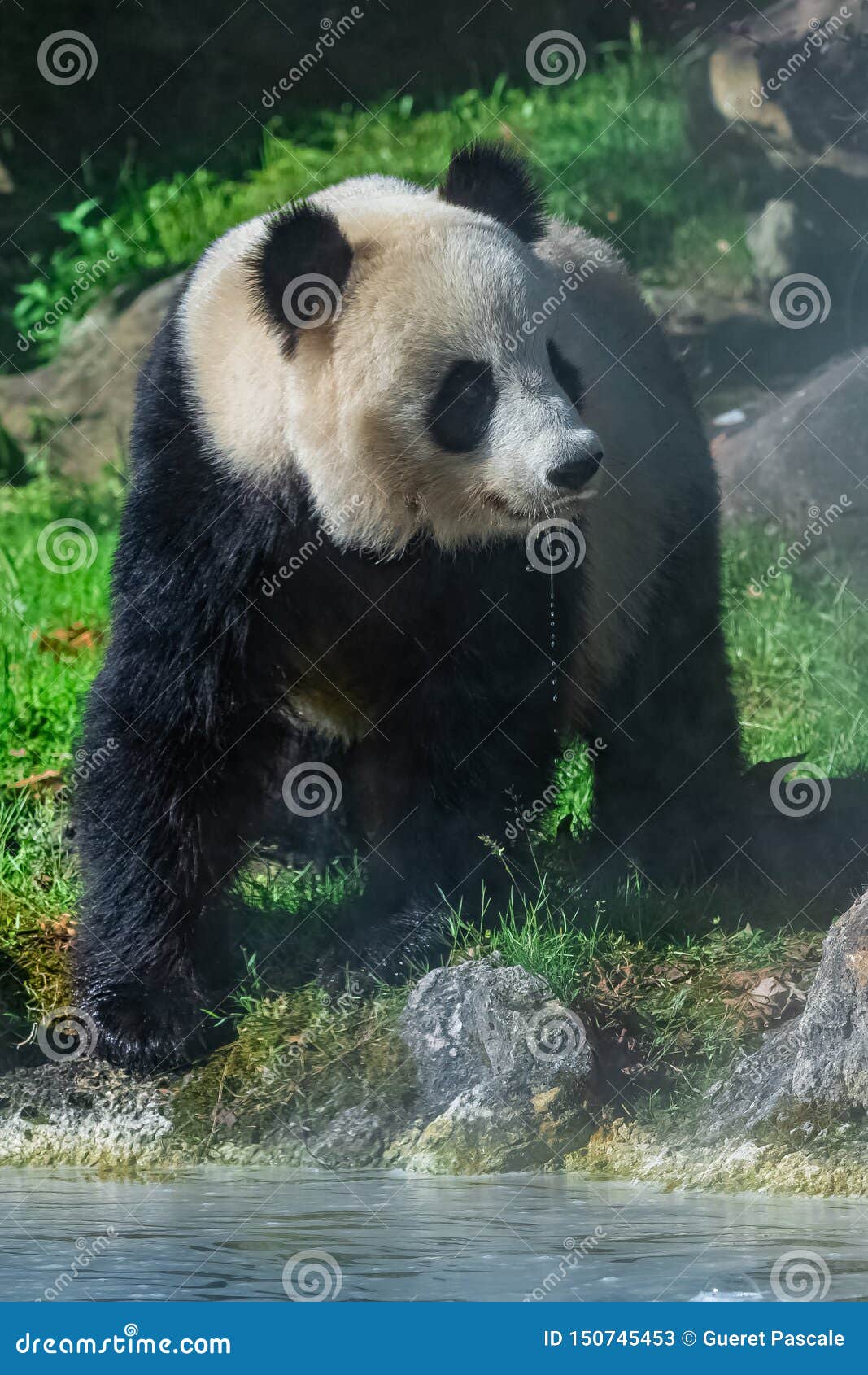 Giant panda drinking stock image. Image of east, bear - 150745453