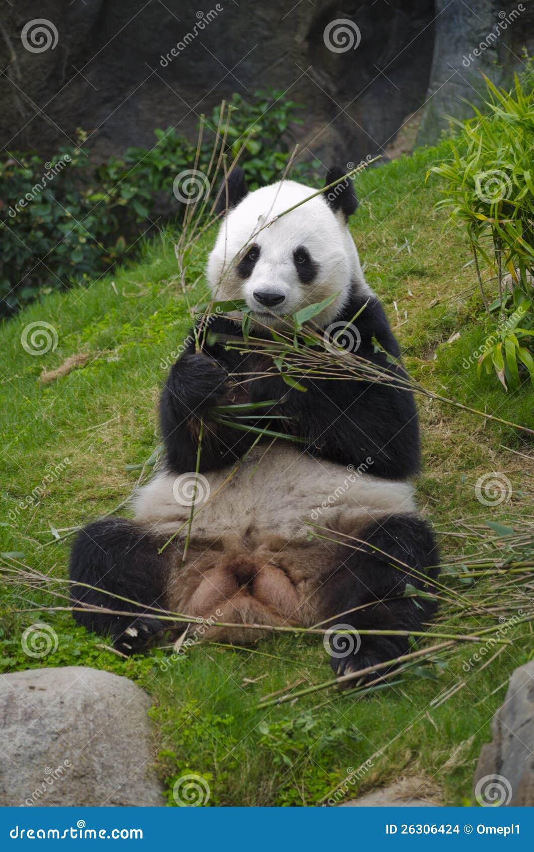 Giant Panda Eating stock photo. Image of orient, bear - 26306424