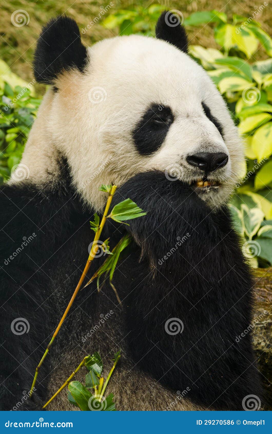Giant Panda Eating stock photo. Image of mammal, asia - 29270586
