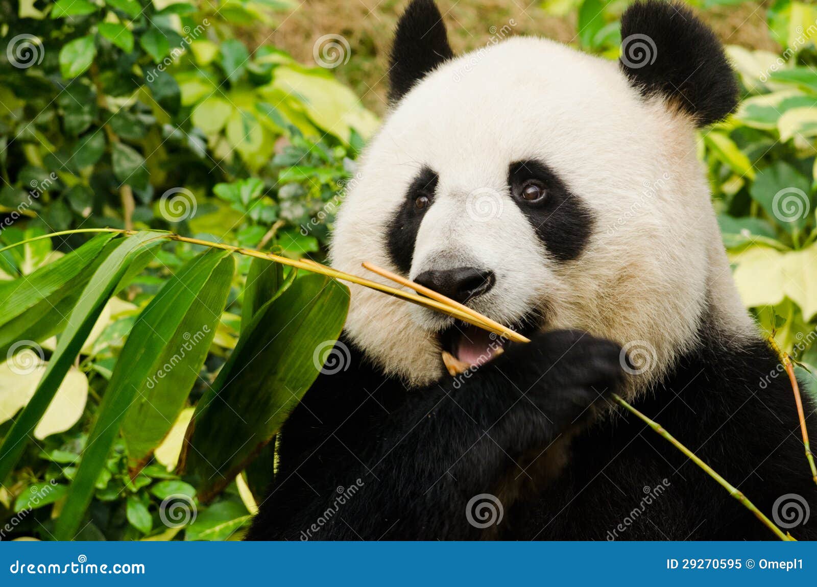 Giant Panda Eating stock image. Image of foliage, endangered - 29270595