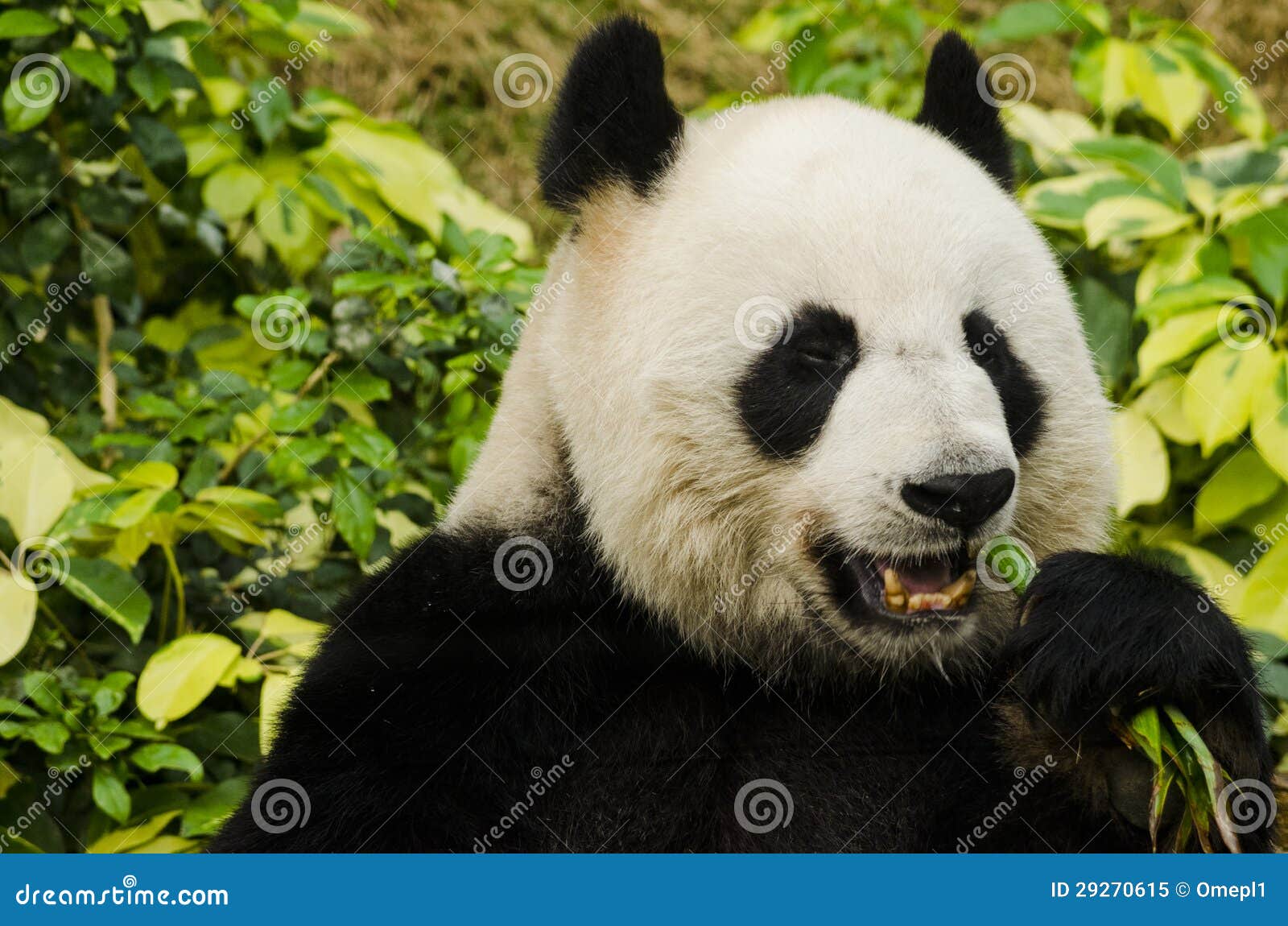 Giant Panda Eating stock image. Image of asia, environment - 29270615