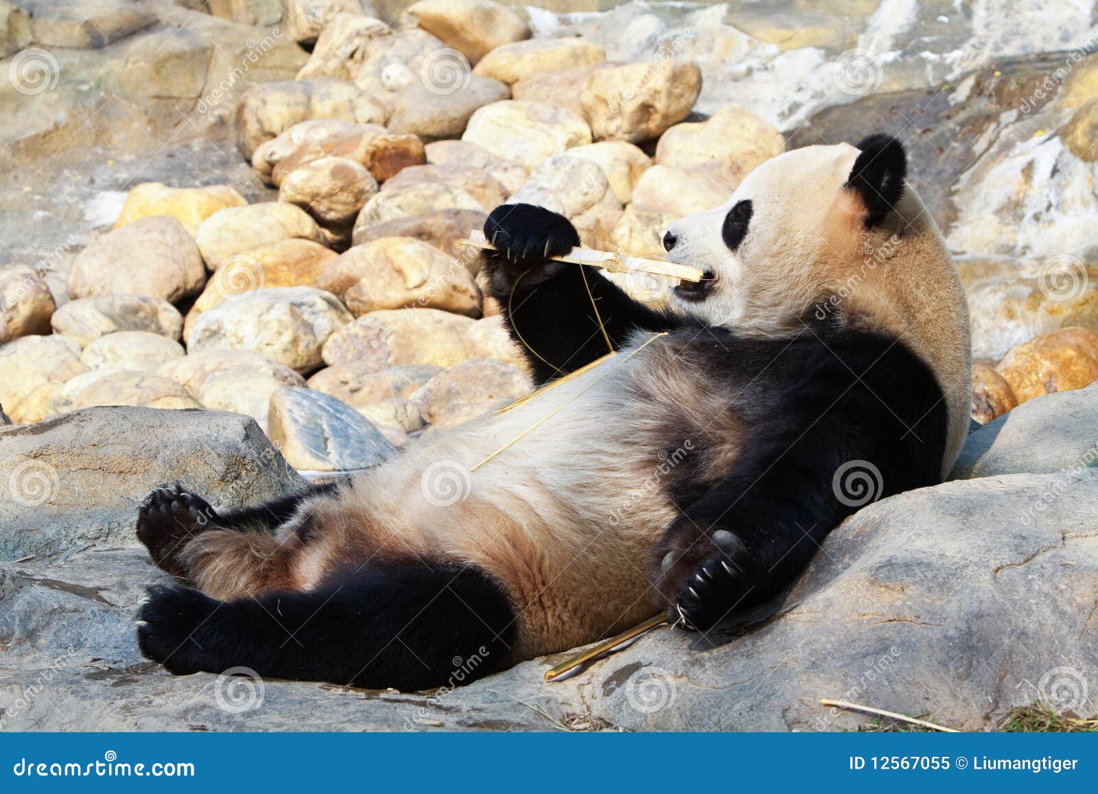 Giant Panda eating bamboo stock image. Image of animals - 12567055