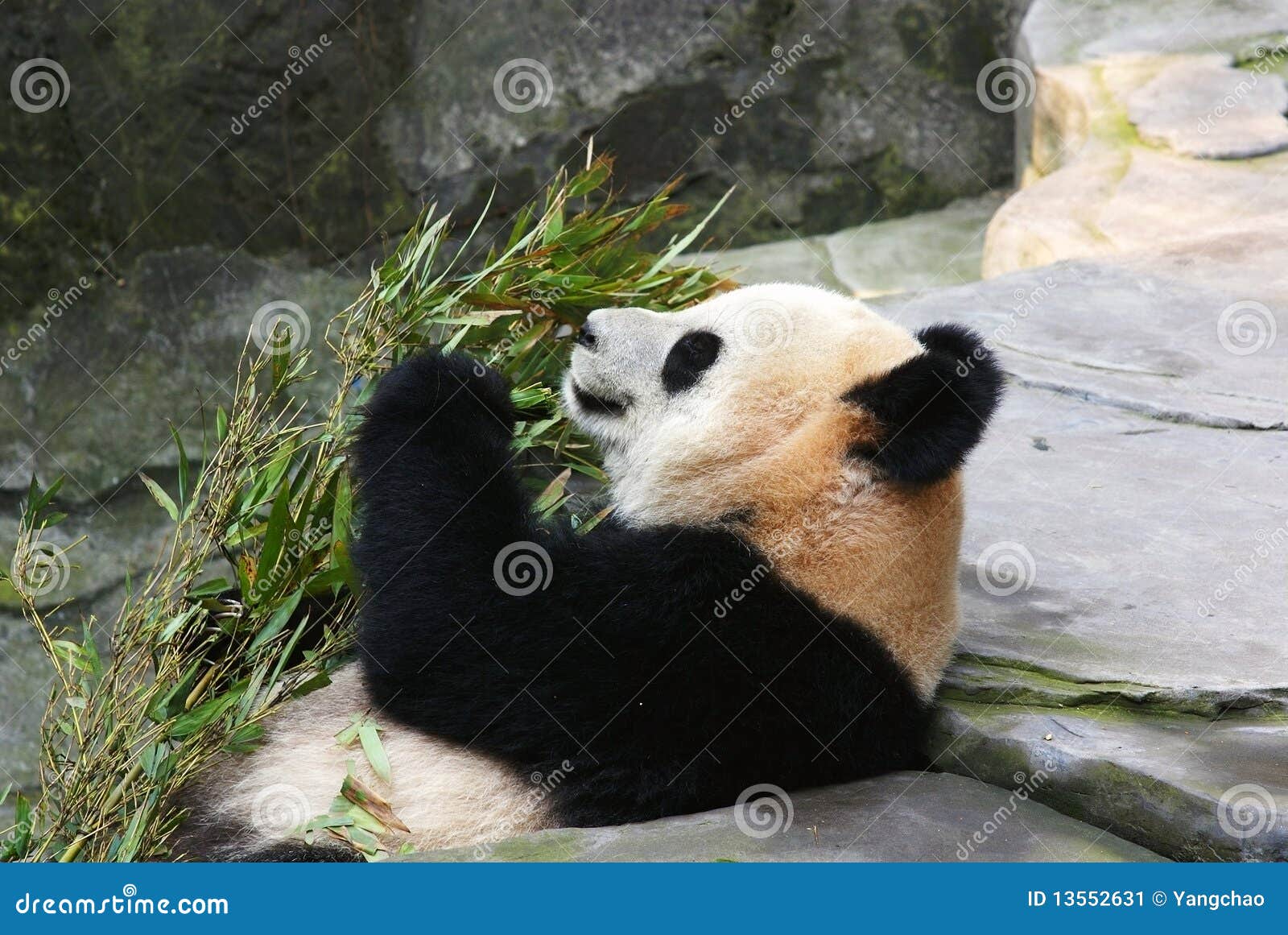 Giant panda eating bamboo stock image. Image of asia - 13552631