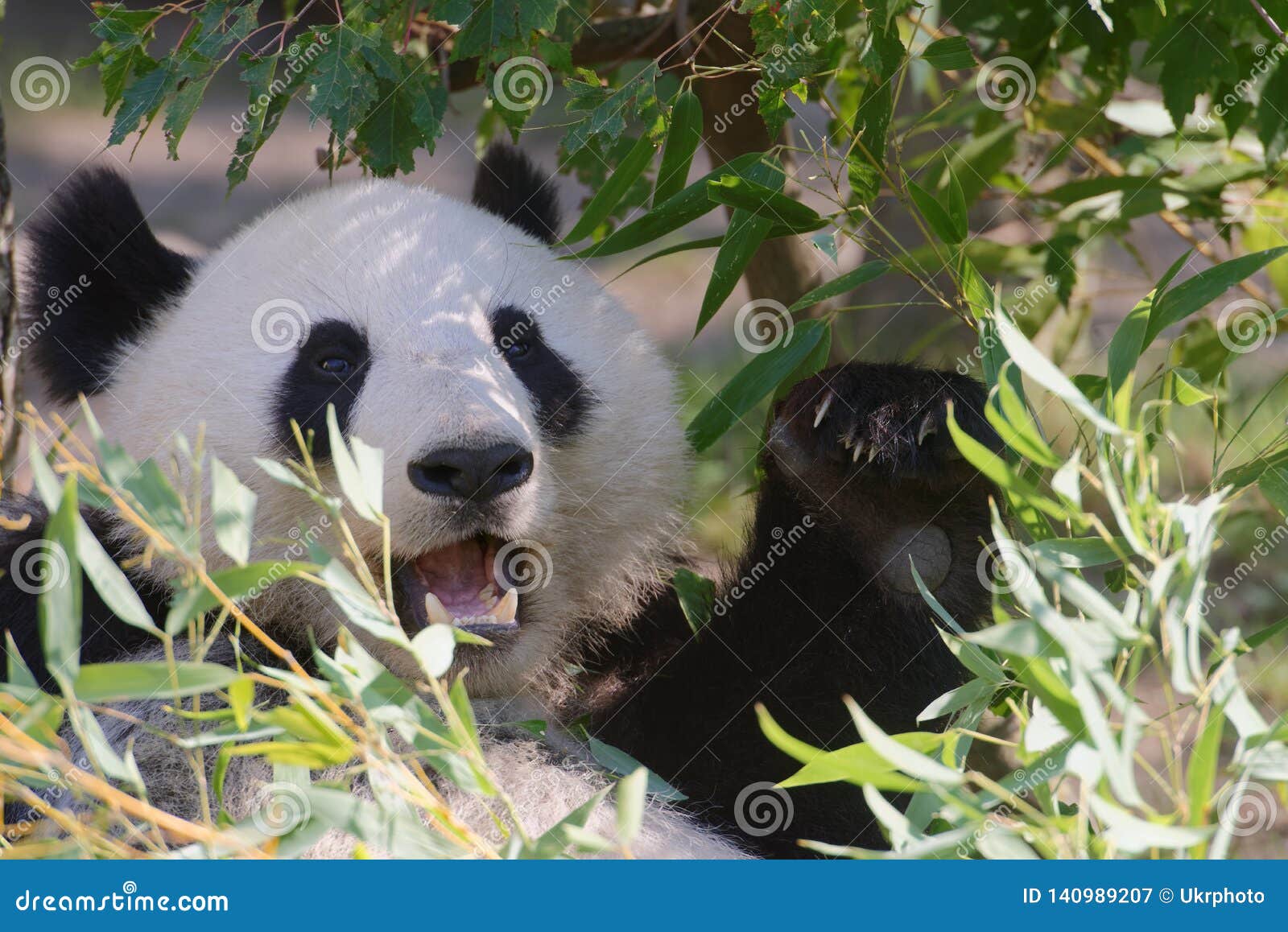 Giant Happy Panda Bear Eating Bamboo Stock Image - Image of headshot ...