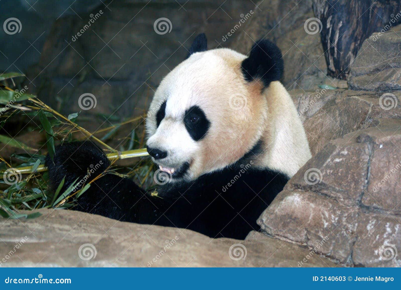 Giant Panda Eating Bamboo stock image. Image of asian - 2140603