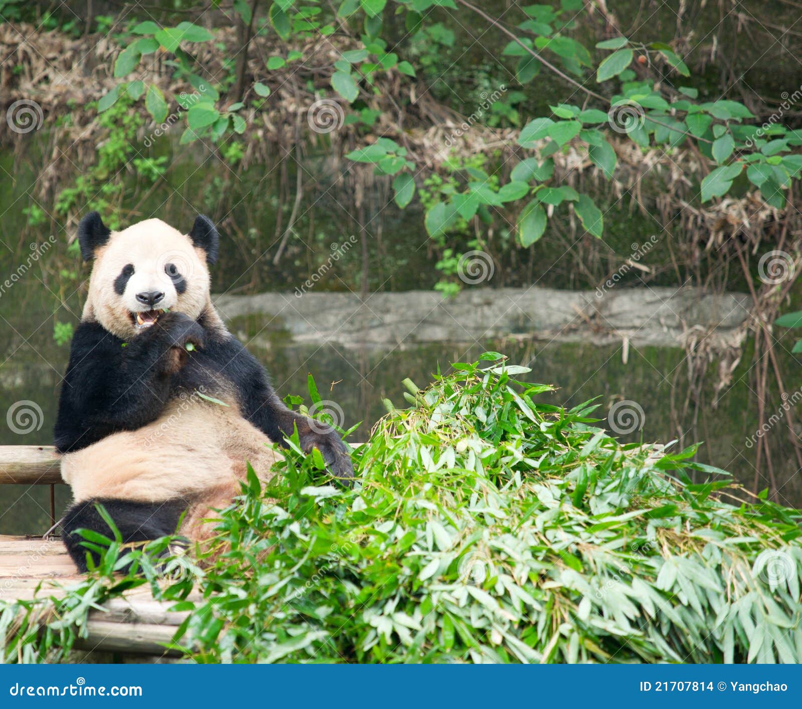 Giant panda eating bamboo stock photo. Image of bear - 21707814