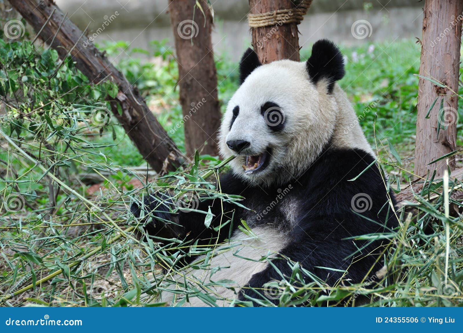 Giant panda eating bamboo stock photo. Image of sichuan - 24355506