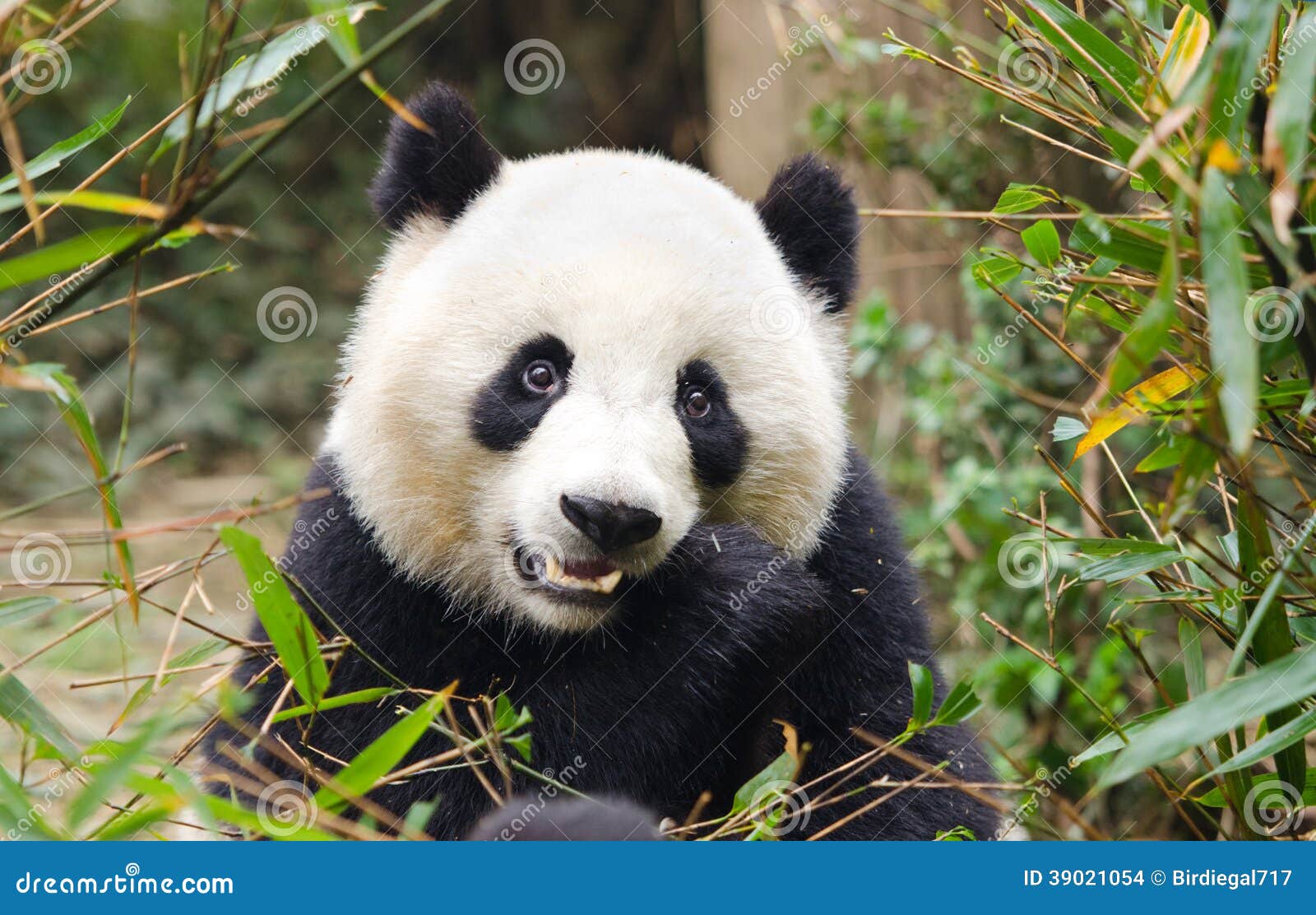Giant Panda Eating Bamboo stock photo. Image of nature - 39021054