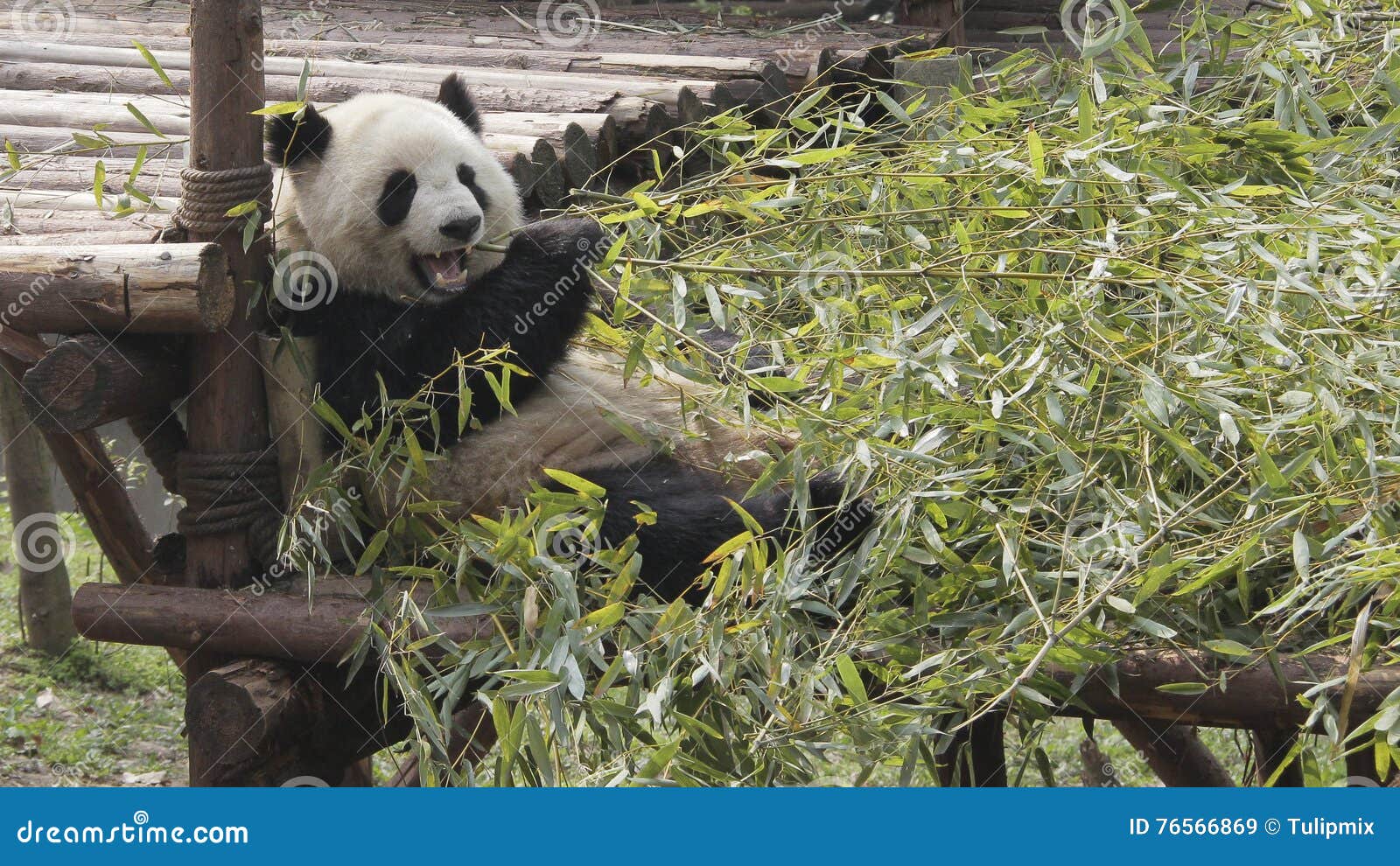 Giant panda eating bamboo stock image. Image of black - 76566869