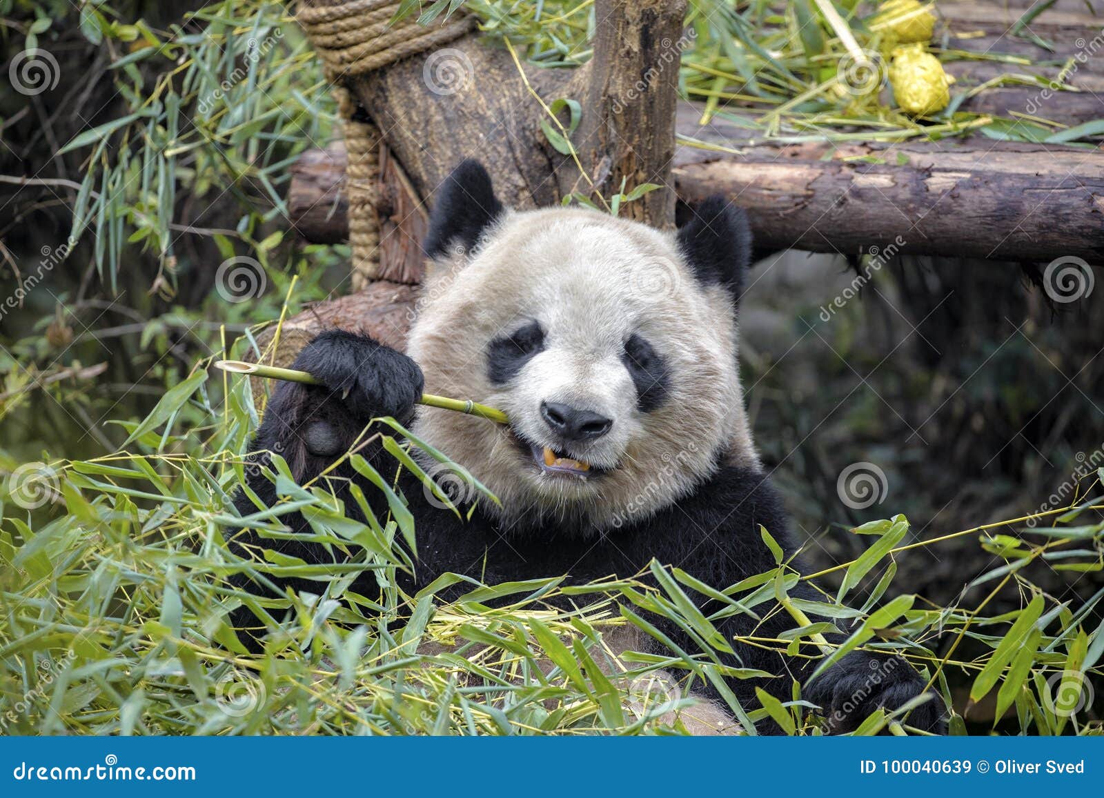 Giant panda eating bamboo stock image. Image of hungry - 100040639