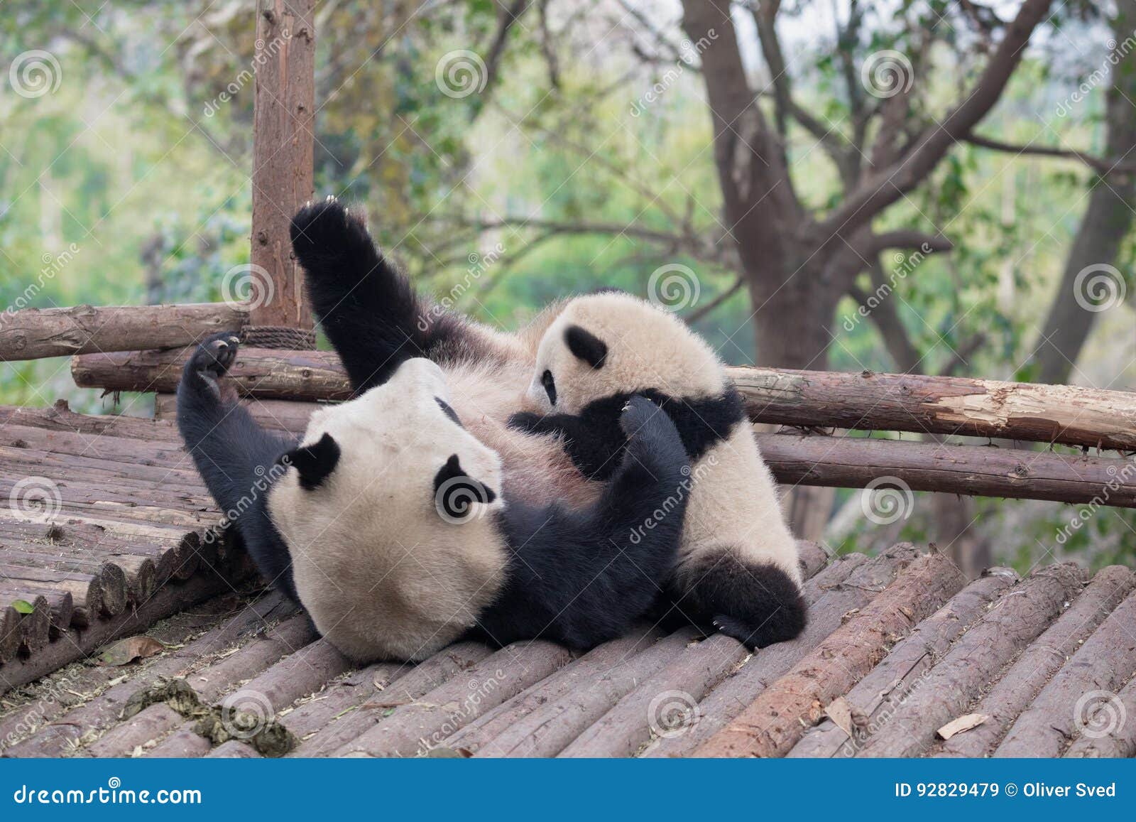 Giant panda eating bamboo stock image. Image of bamboo - 92829479