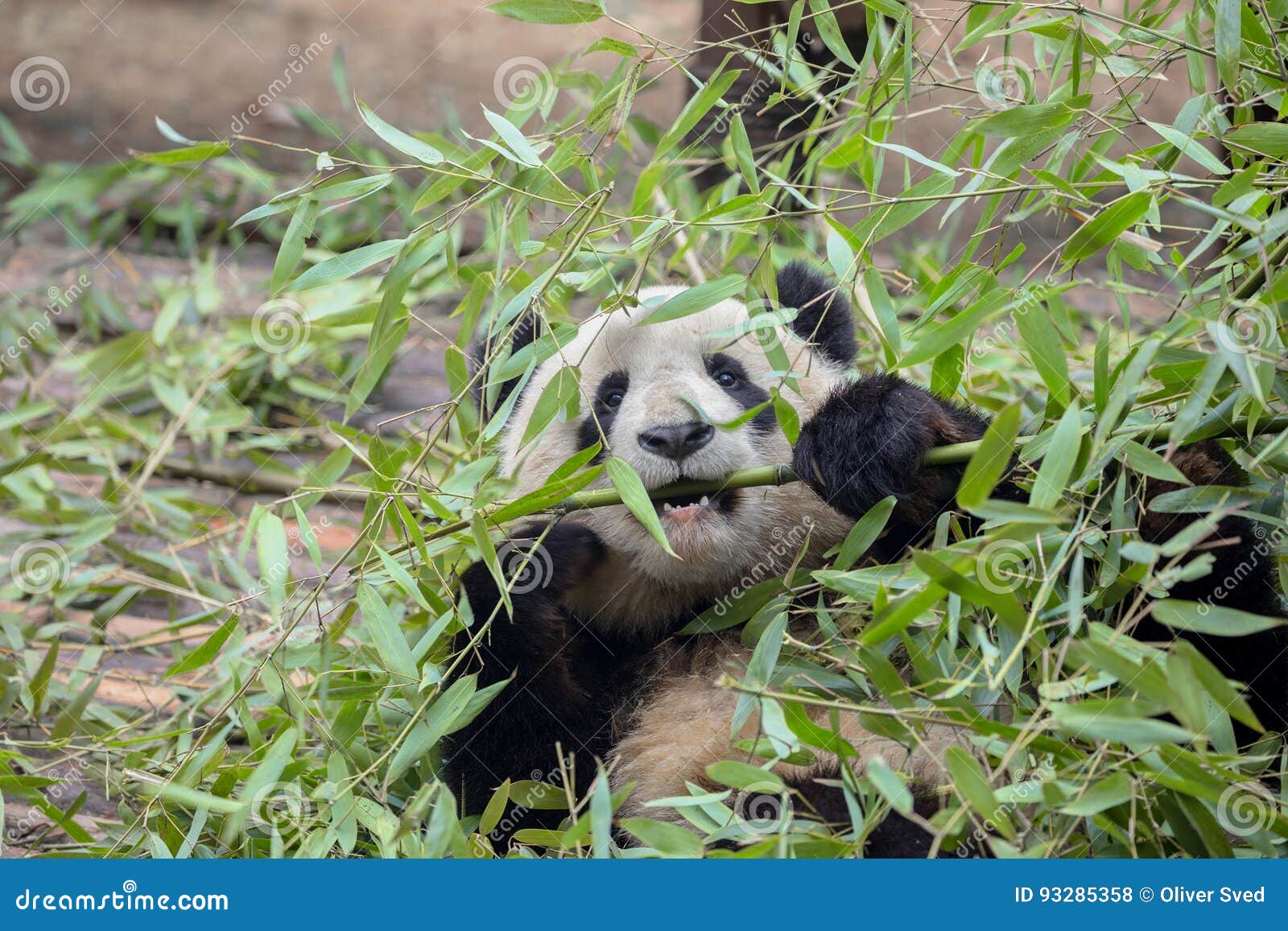 Giant panda eating bamboo stock photo. Image of food - 93285358