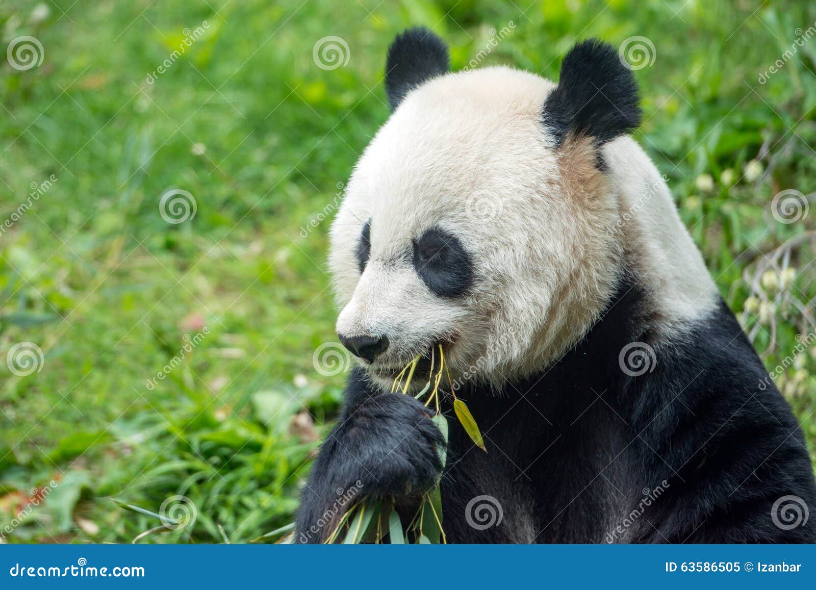 Giant Panda while Eating Bamboo Stock Image - Image of asia, travel ...