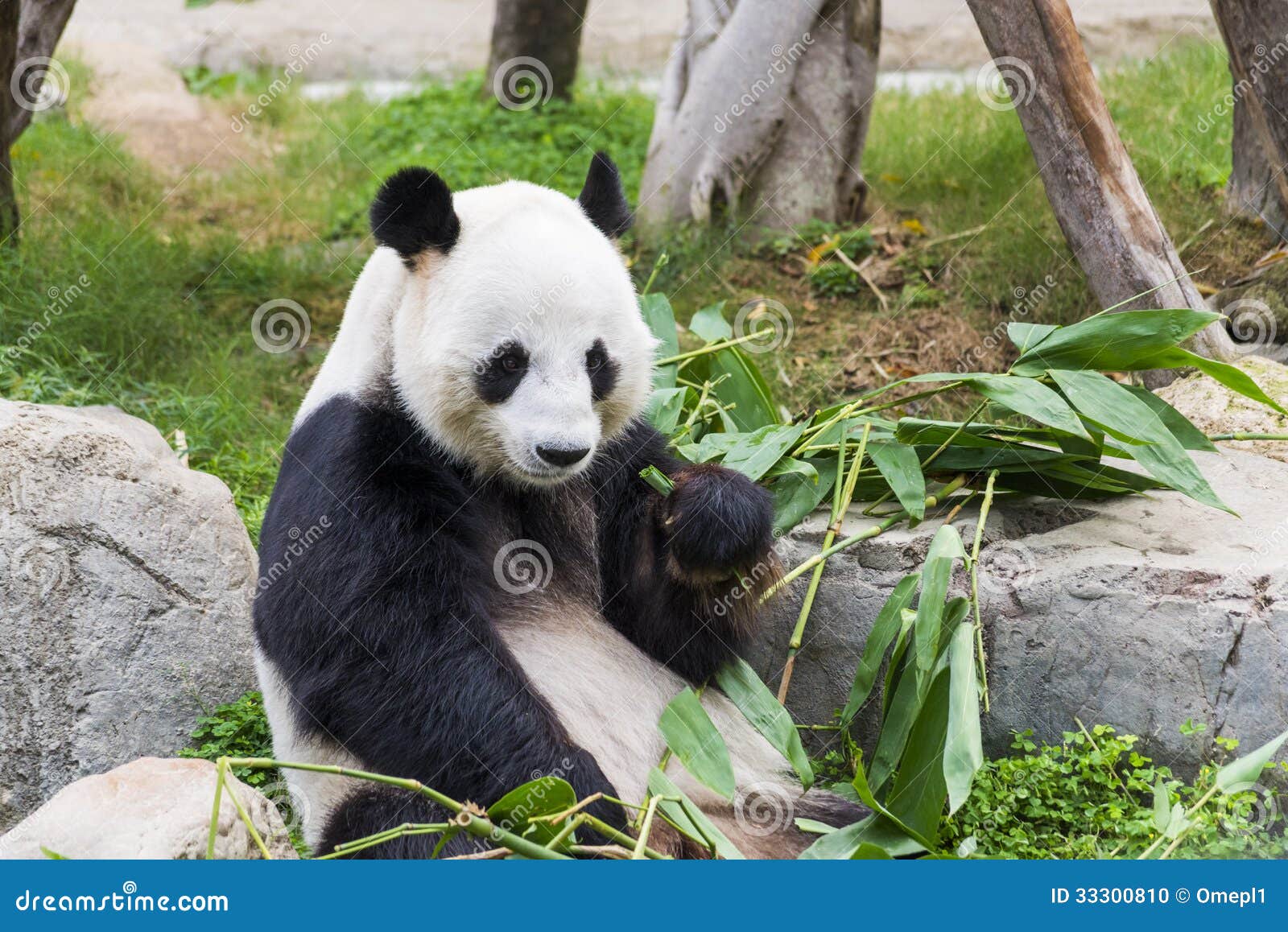 Giant Panda Eating stock photo. Image of bear, orient - 33300810