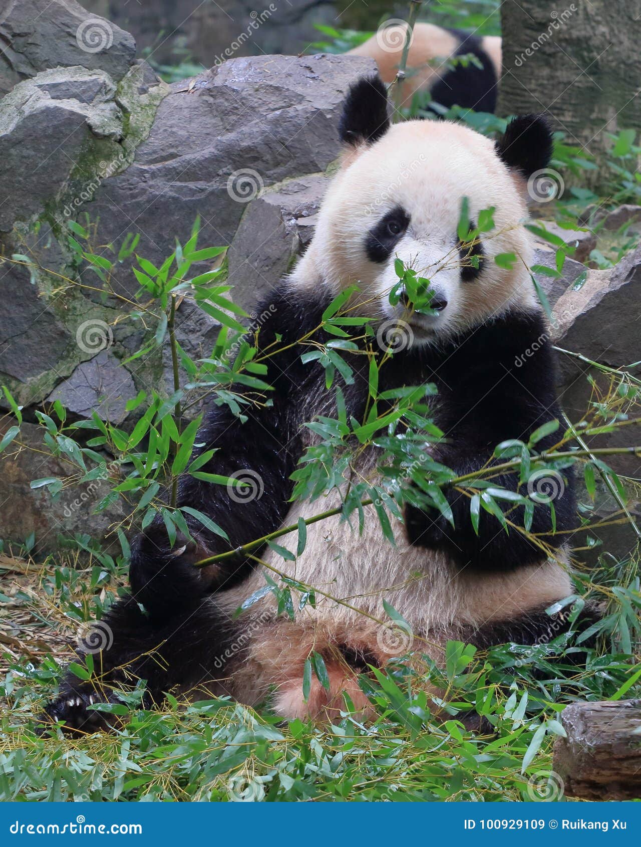 The Giant Panda Eating Bamboo Stock Image - Image of light, lake: 100929109