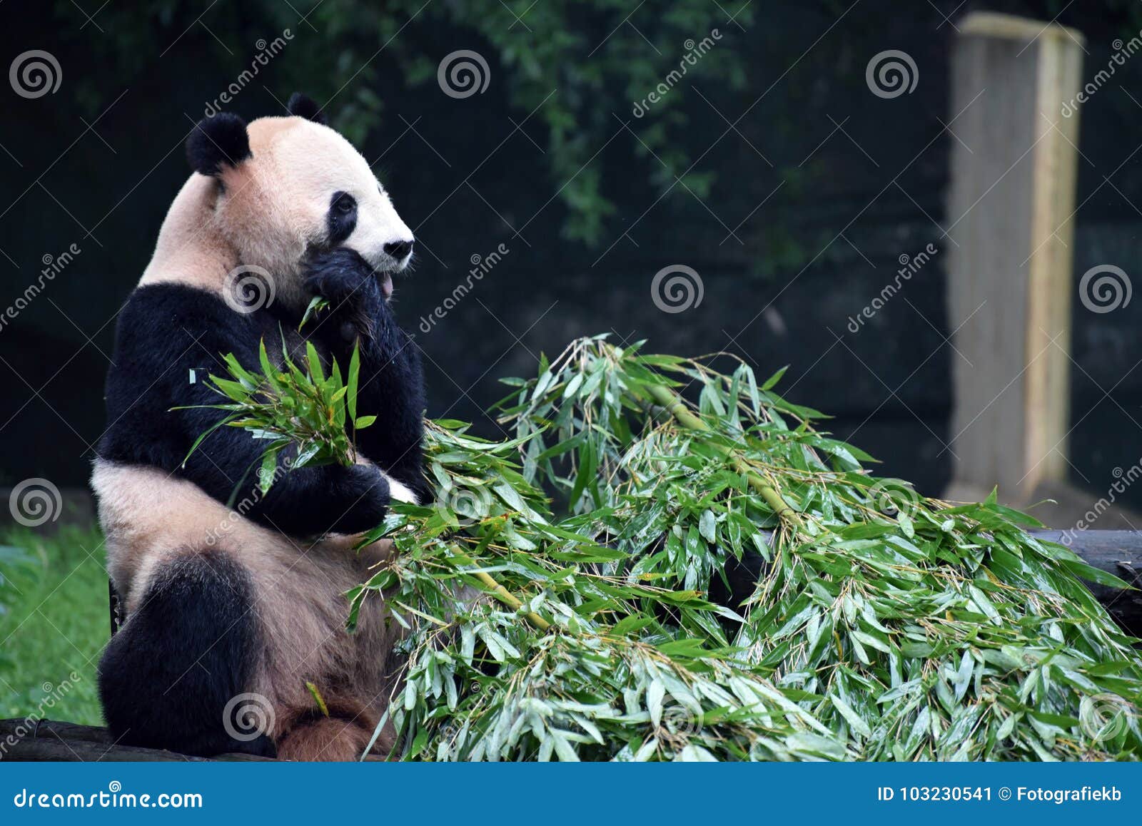 Giant Panda eating bamboo stock image. Image of animal - 103230541
