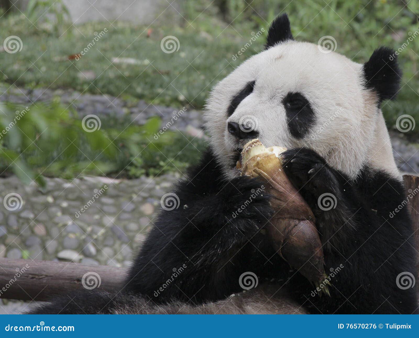 Panda Eating Bamboo At Panda Palace Indonesia Safari Park Royalty-Free ...