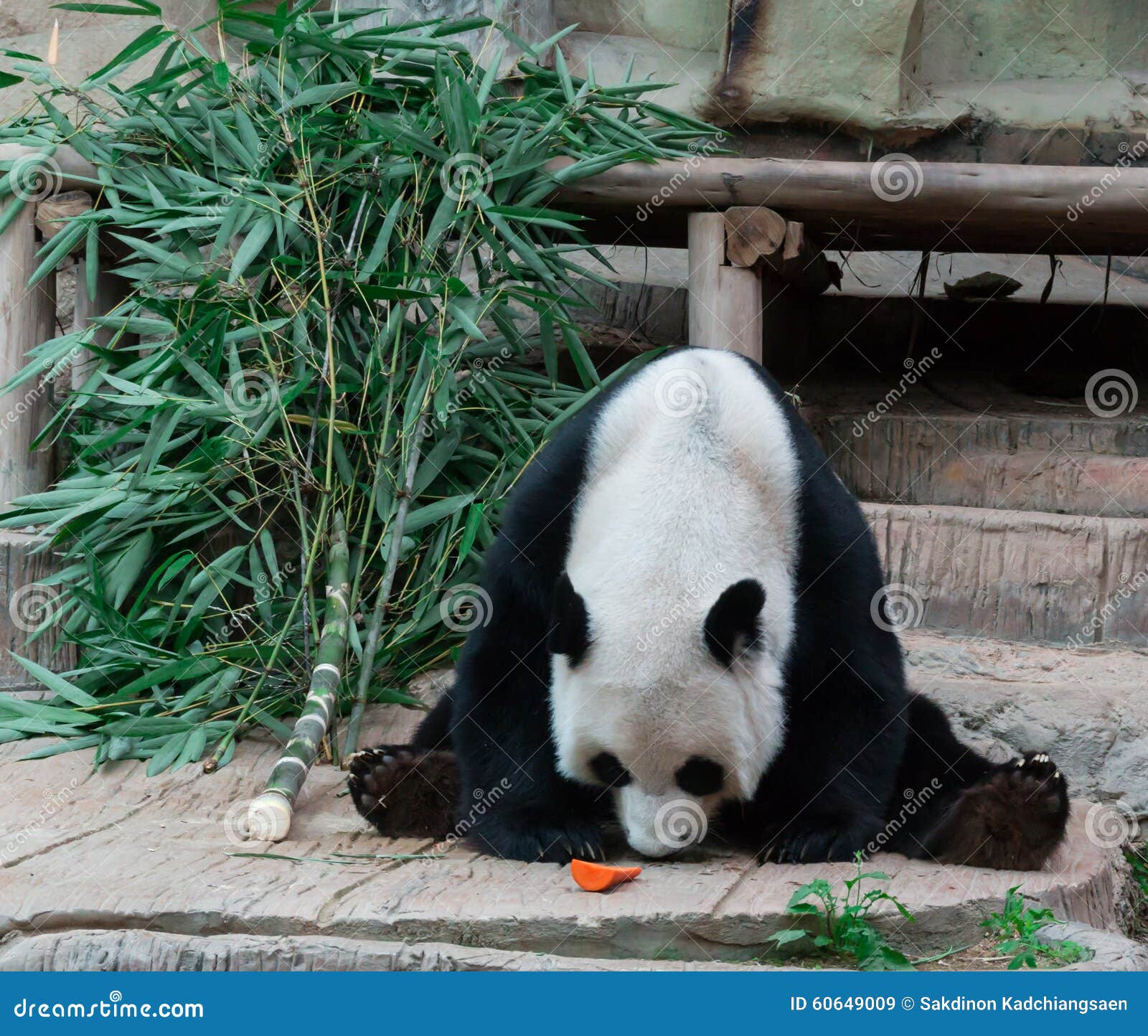 Giant Panda eating bamboo stock image. Image of jungle - 60649009