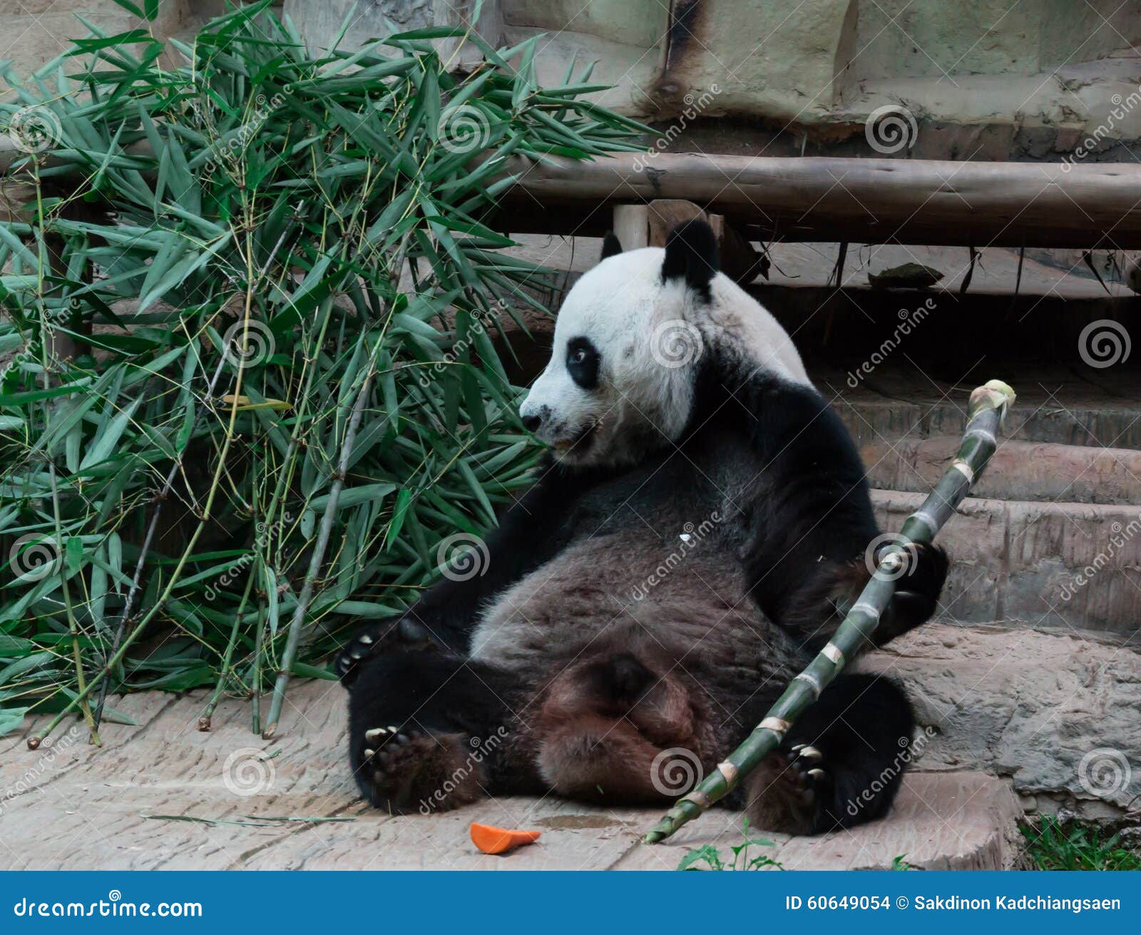 Giant Panda eating bamboo stock photo. Image of color - 60649054