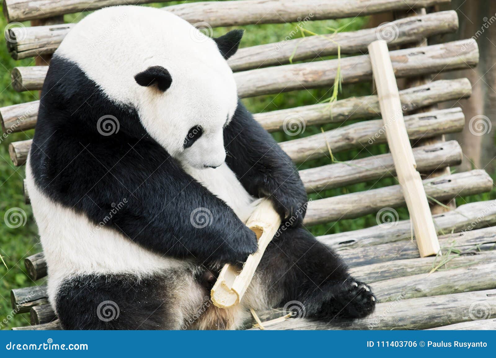 Giant Panda Eating Bamboo at Zoo Stock Photo - Image of habitat, forest ...
