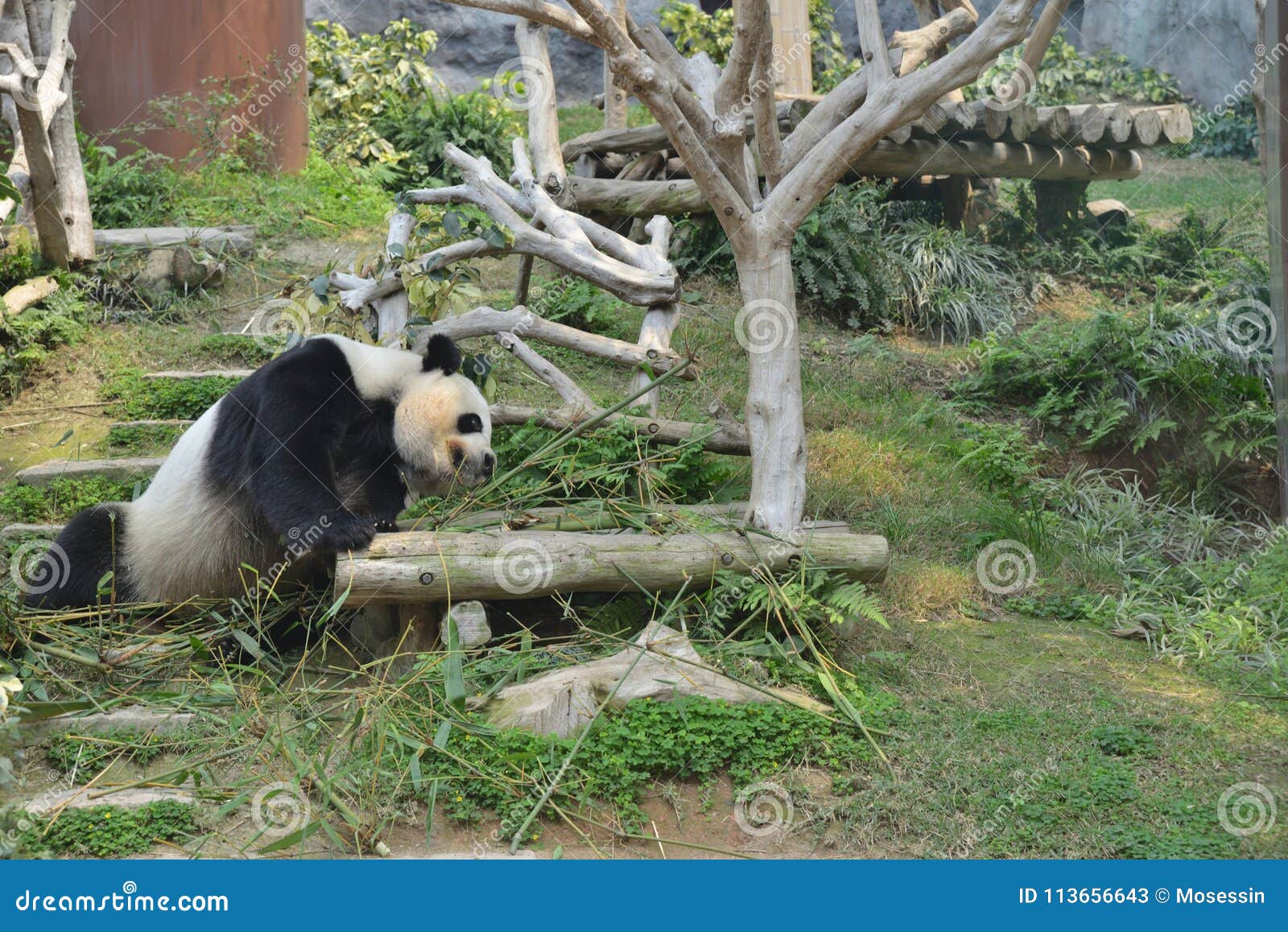 Giant panda eating stock image. Image of country, mammals - 113656643