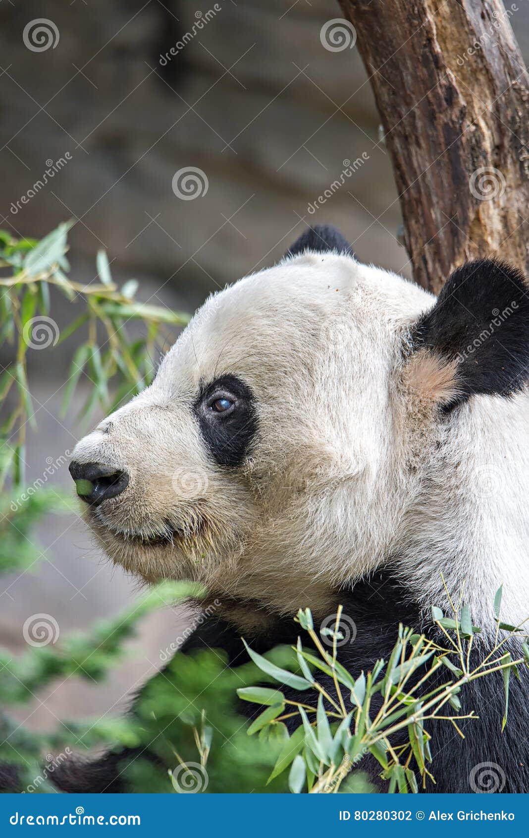 Giant Panda Eating Green Bamboo Stock Photo - Image of park, color ...