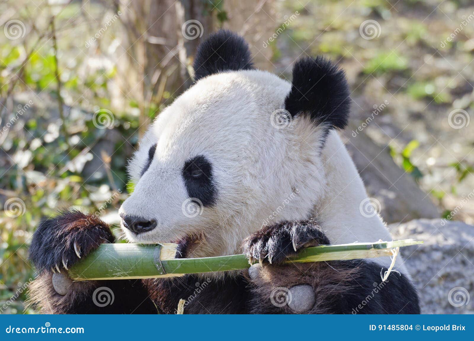Giant Panda eating stock photo. Image of carnivore, protection - 91485804