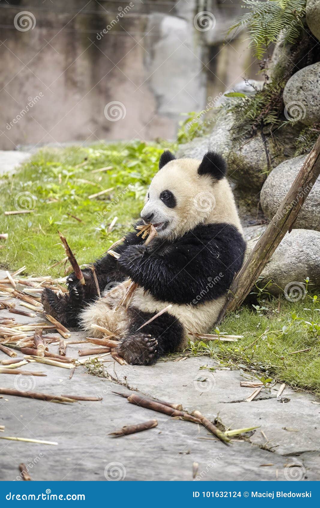 Giant Panda Eats Bamboo, Chengdu, China Stock Photo - Image of china ...