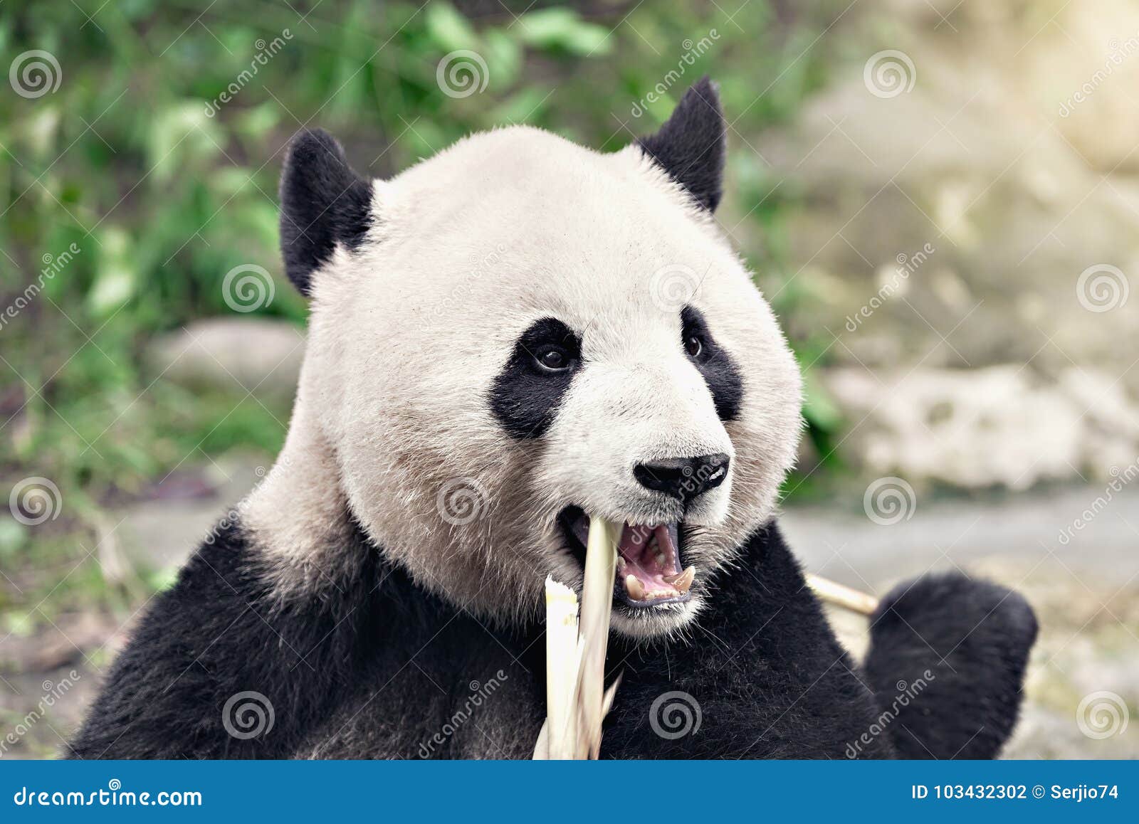 Giant Panda eats bamboo. stock photo. Image of chinese - 103432302