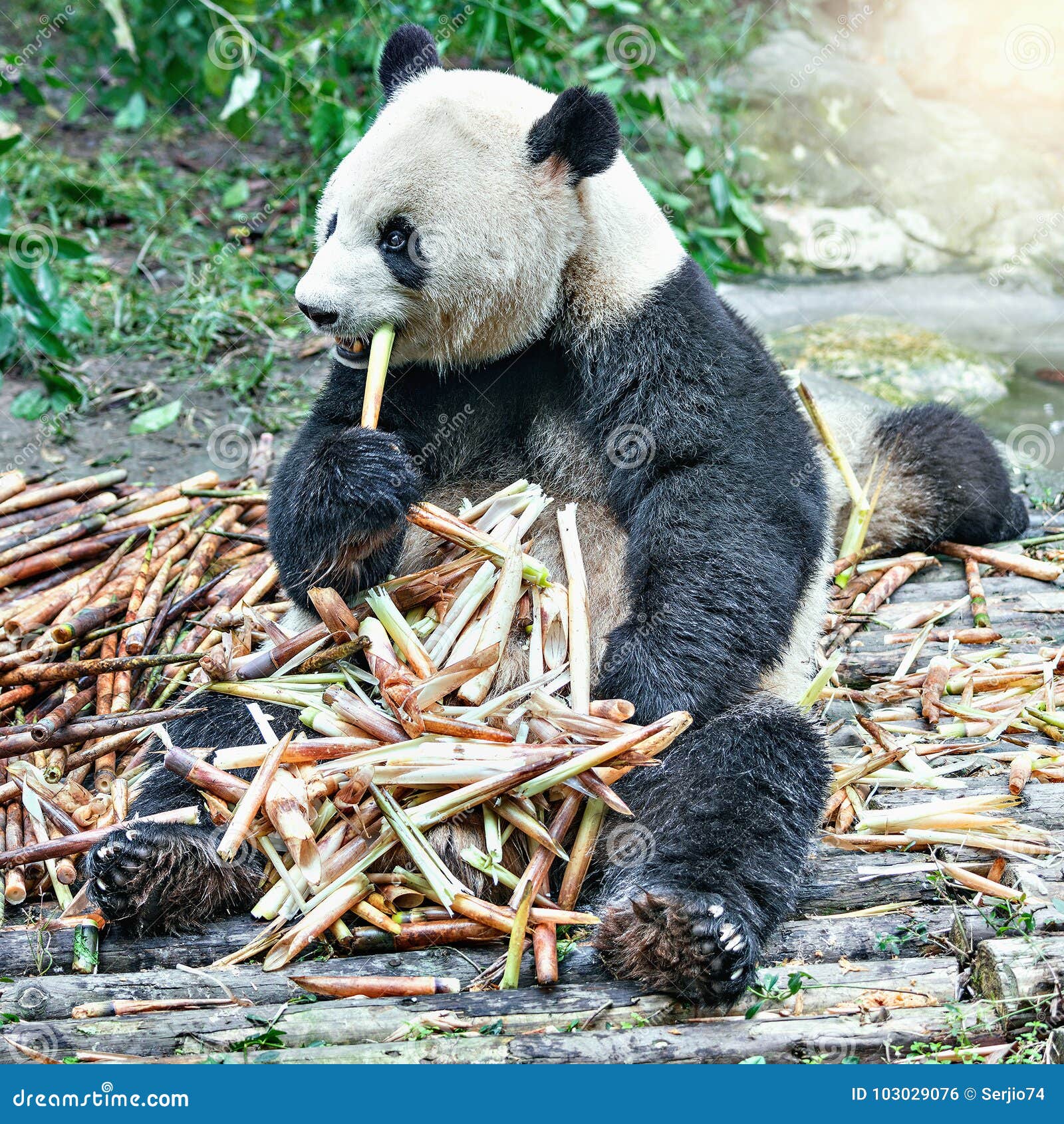 Giant Panda eats bamboo. stock photo. Image of jungle - 103029076